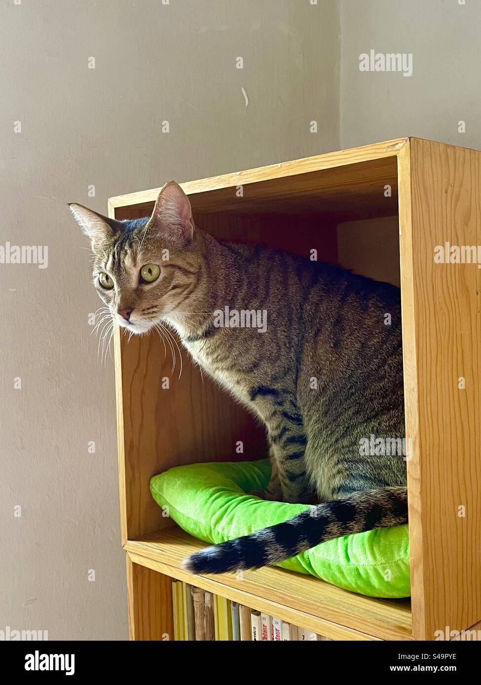 Tabby cat inside a squared furniture Stock Photo - Alamy