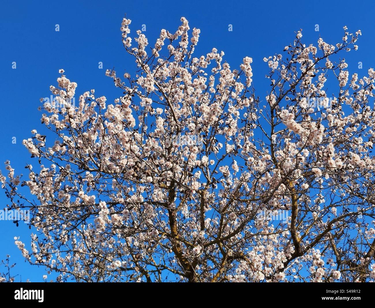 Almond Tree in bloom Stock Photo - Alamy