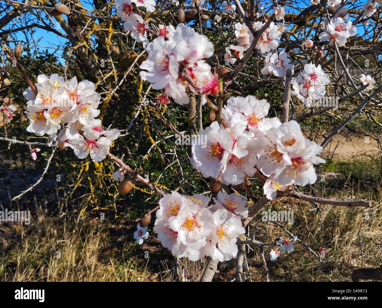 Almond tree france hi-res stock photography and images - Alamy