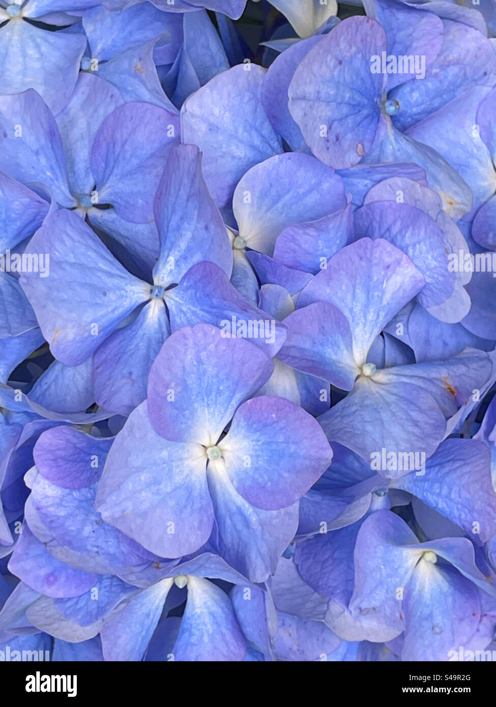 Hydrangea harmony hi-res stock photography and images - Alamy