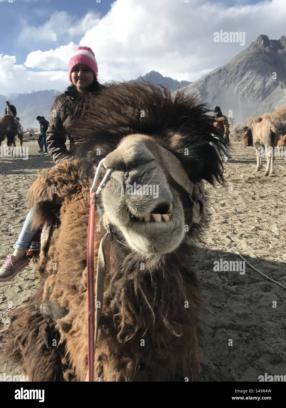 Double hump camel Stock Photo - Alamy