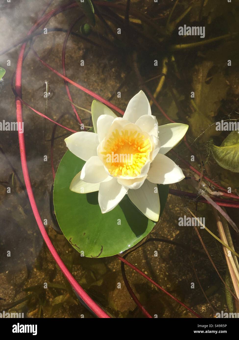 White water lily above hi-res stock photography and images - Alamy