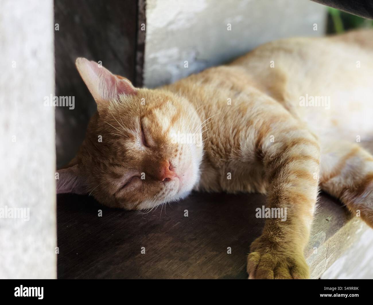 Deep sleeping cat hi-res stock photography and images - Alamy