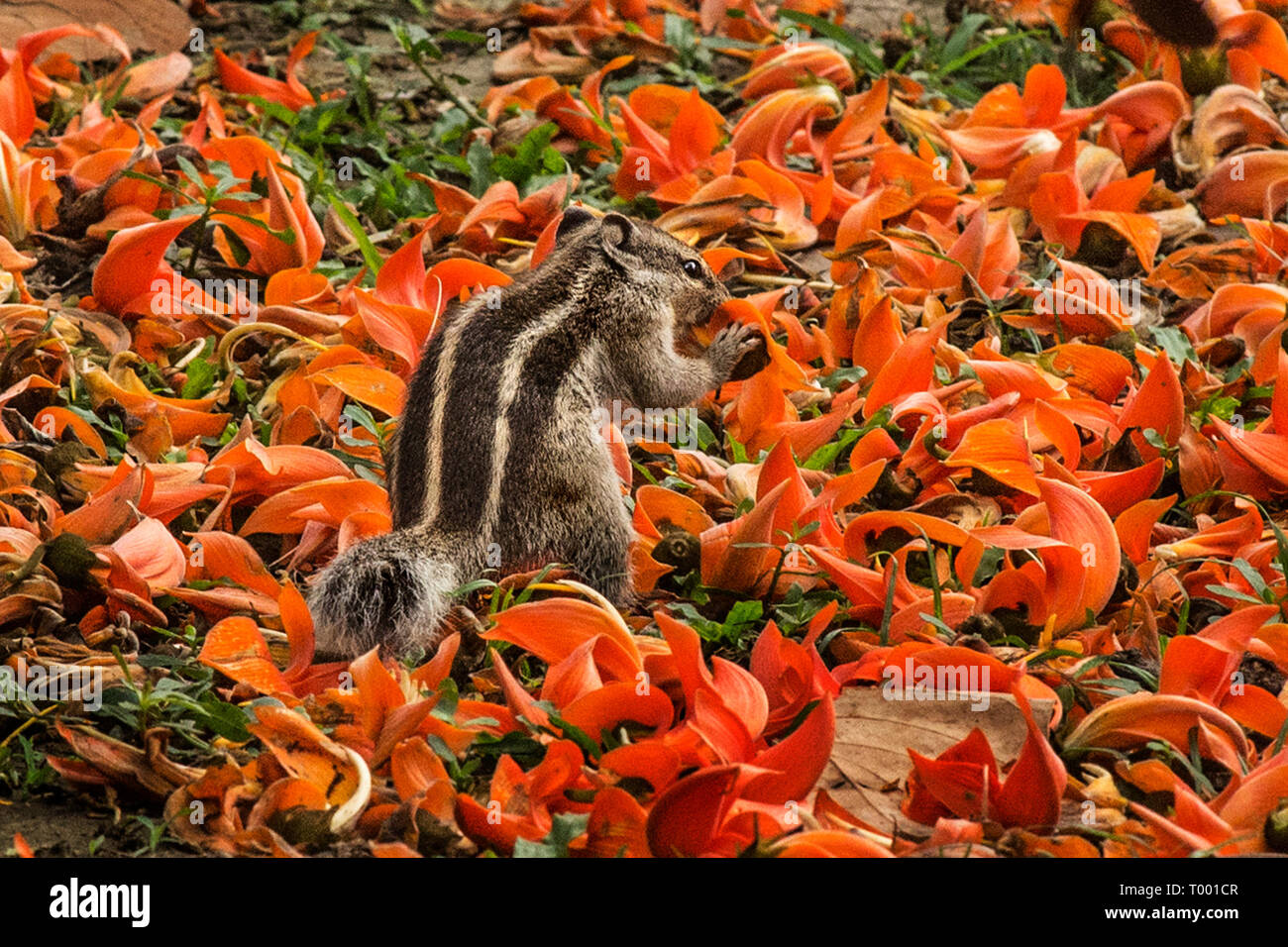 Squirrel eats flowers hi-res stock photography and images - Alamy