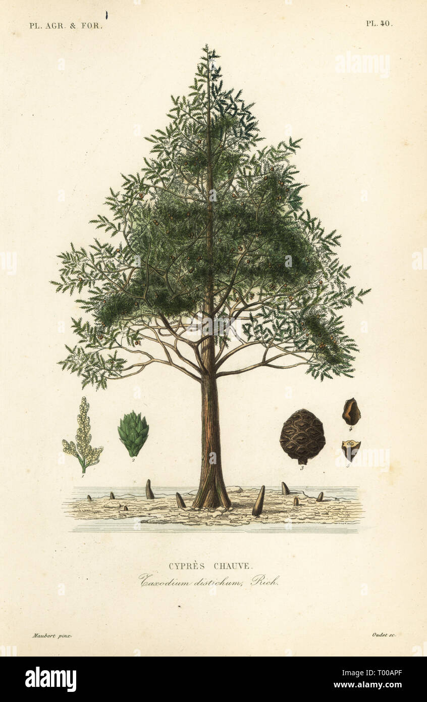 Swamp Cypress Tree Drawing