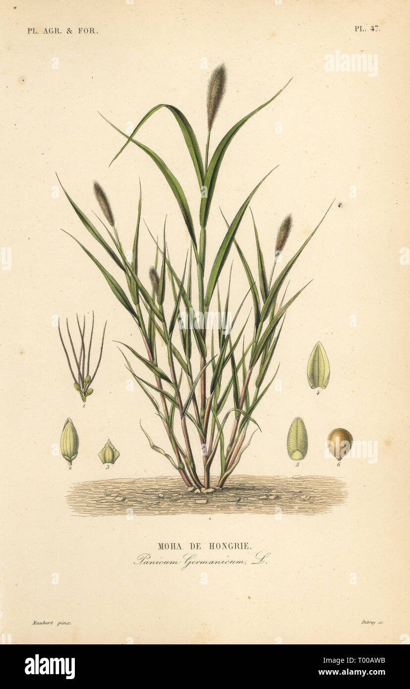 Foxtail millet or Italian millet, Setaria italica, Panicum germanicum ...
