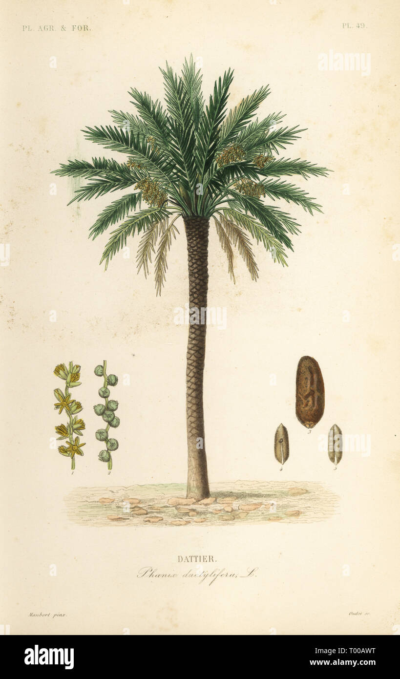 Date palm tree, Phoenix dactylifera, Dattier. Handcoloured steel ...