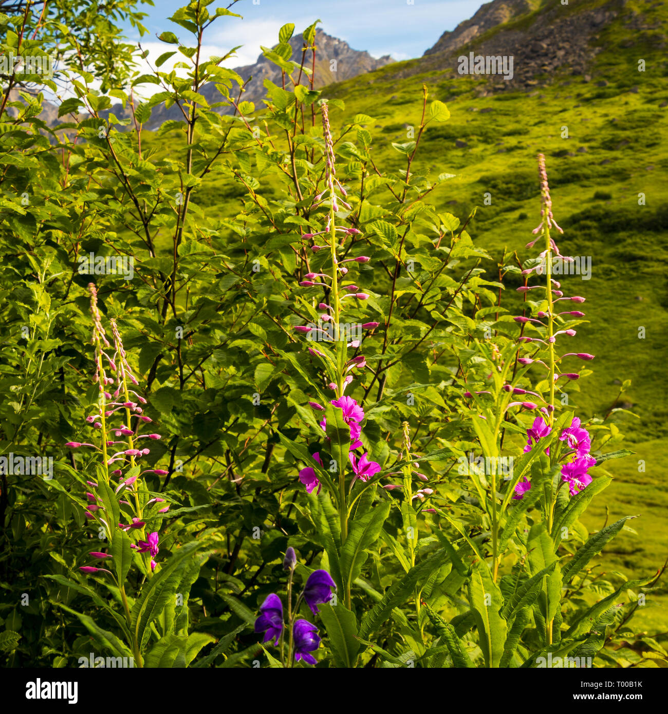 Fireweed in the valley surrounded by Alaskan mountains Stock Photo - Alamy