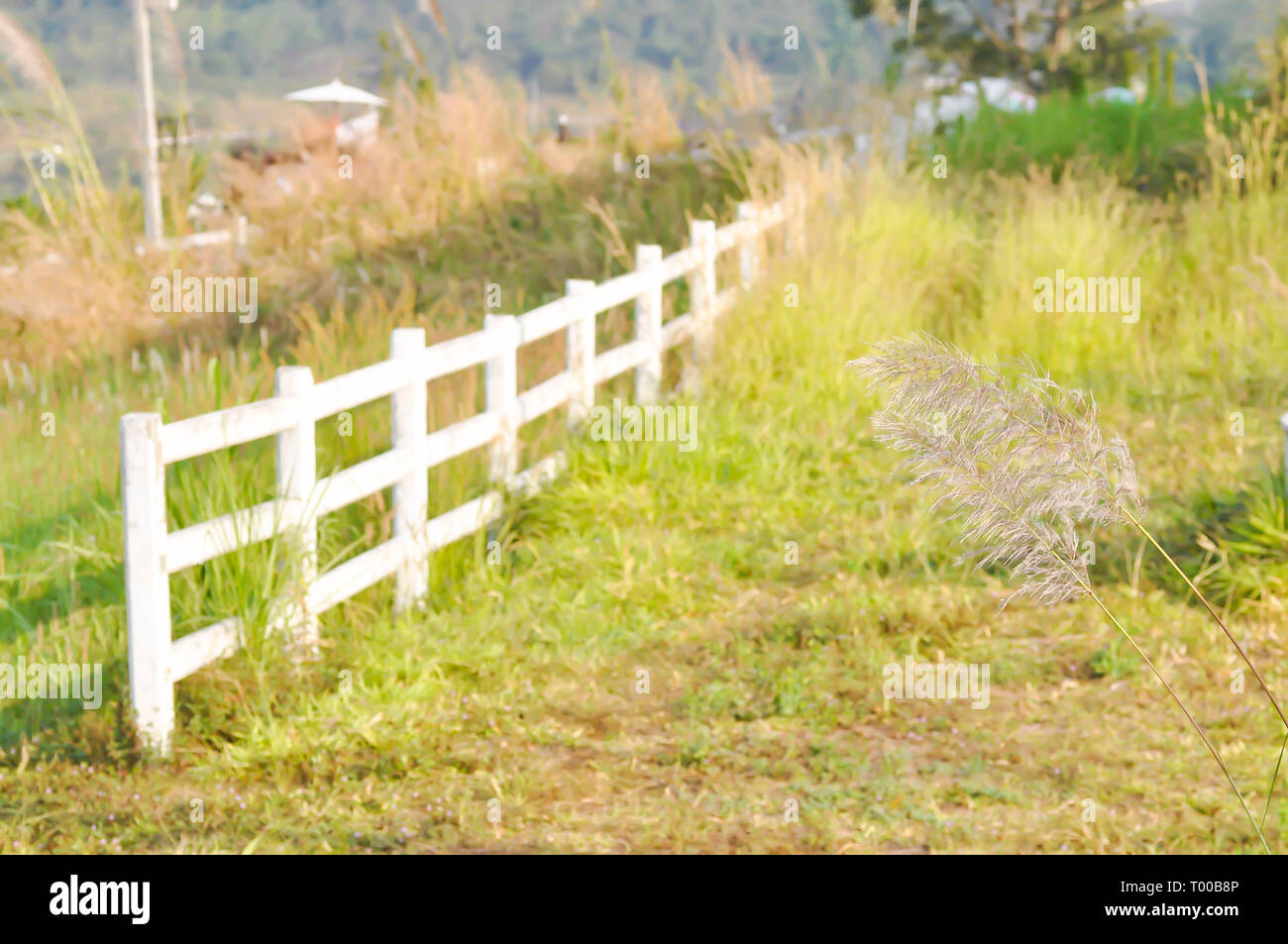 white fence and field background Stock Photo - Alamy