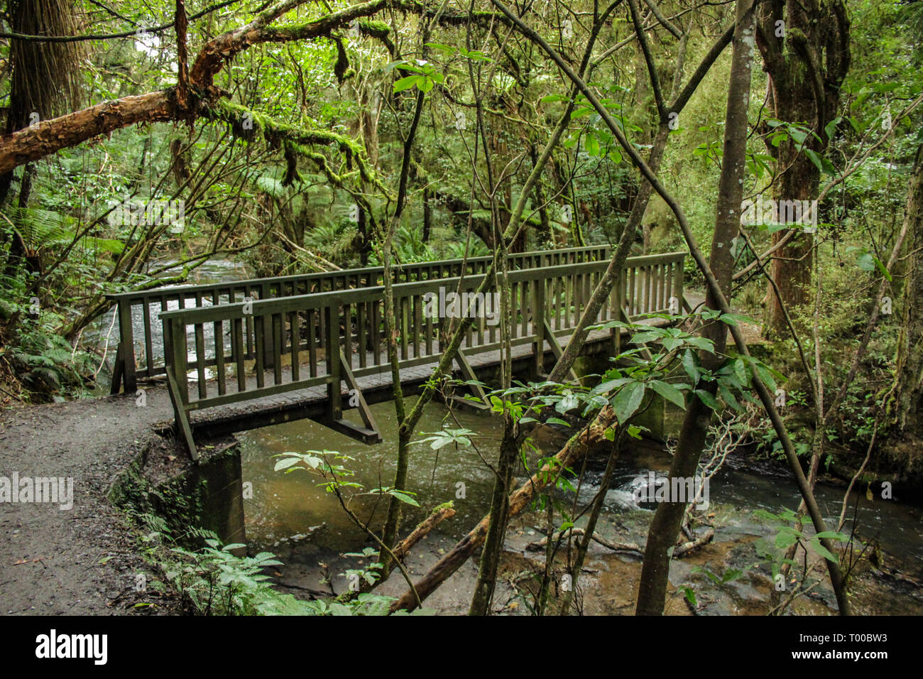 New zealand bridge rainforest hi-res stock photography and images - Alamy