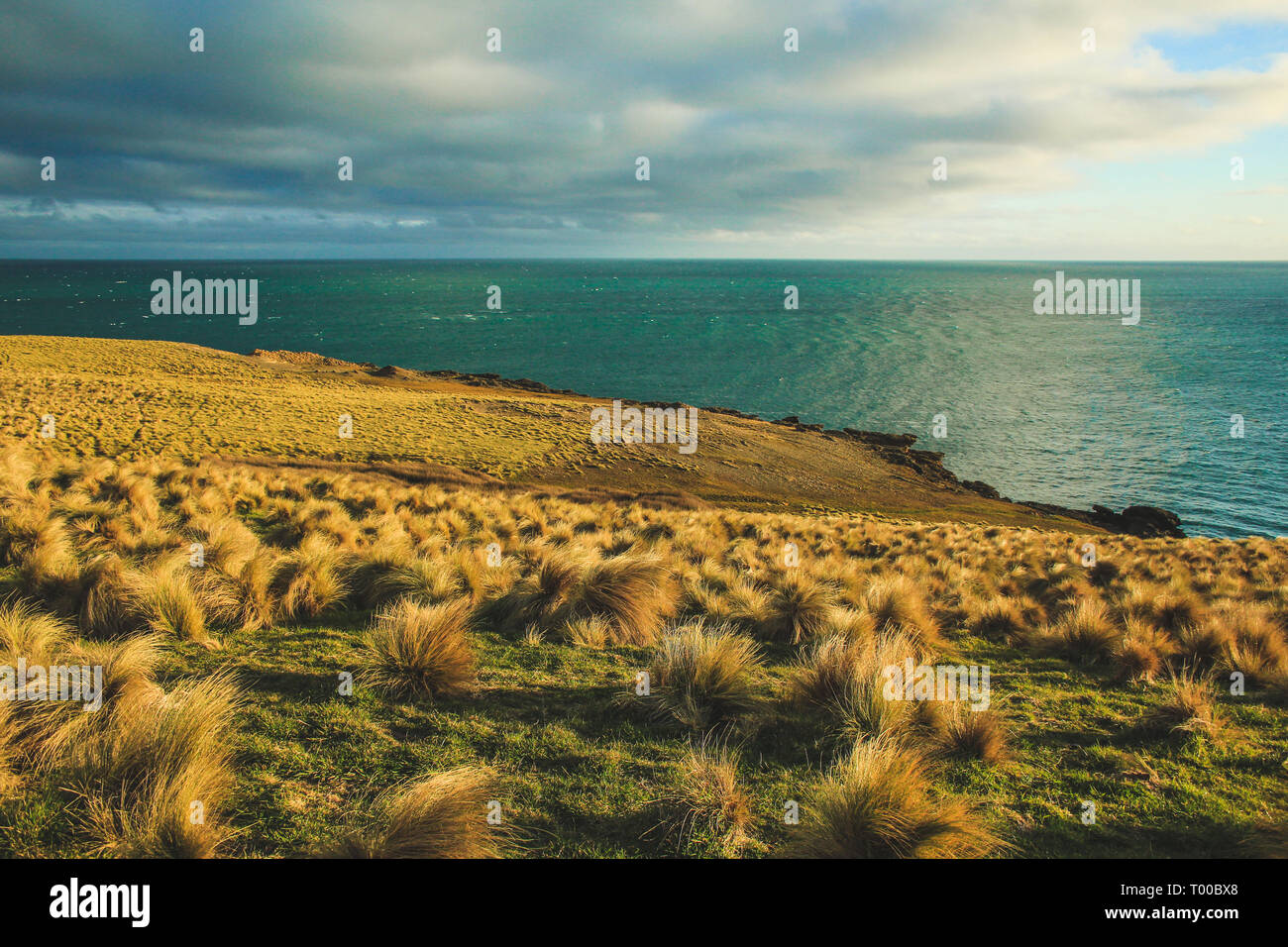 Slope Point during sunset, The Catlins, South Island, New Zealand Stock ...