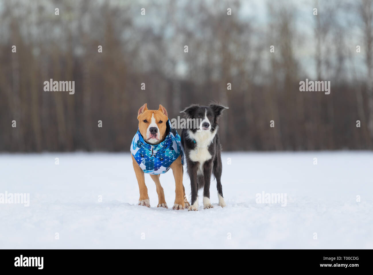 Border collie labrador hi-res stock photography and images - Alamy