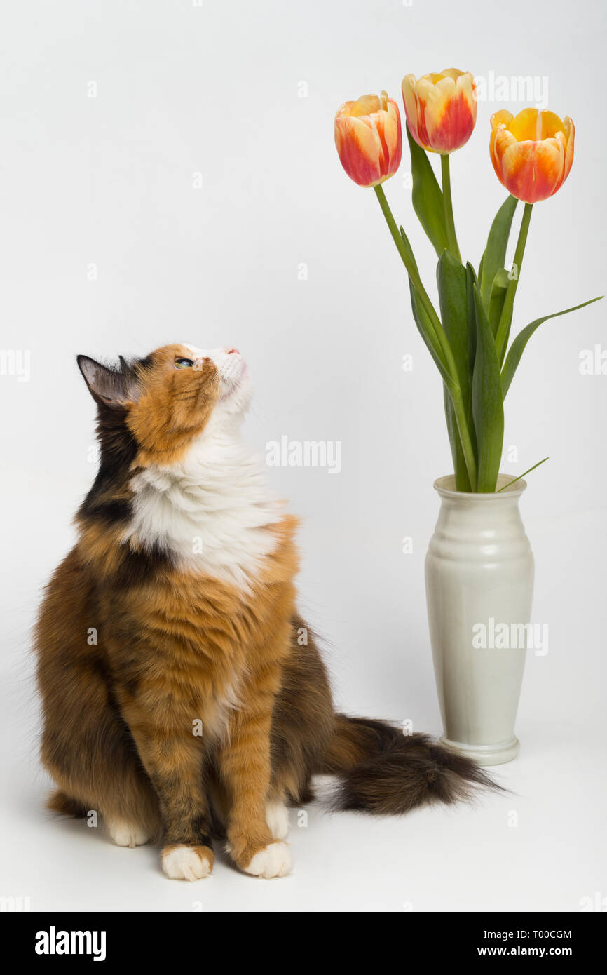 Three flower cat hi-res stock photography and images - Alamy