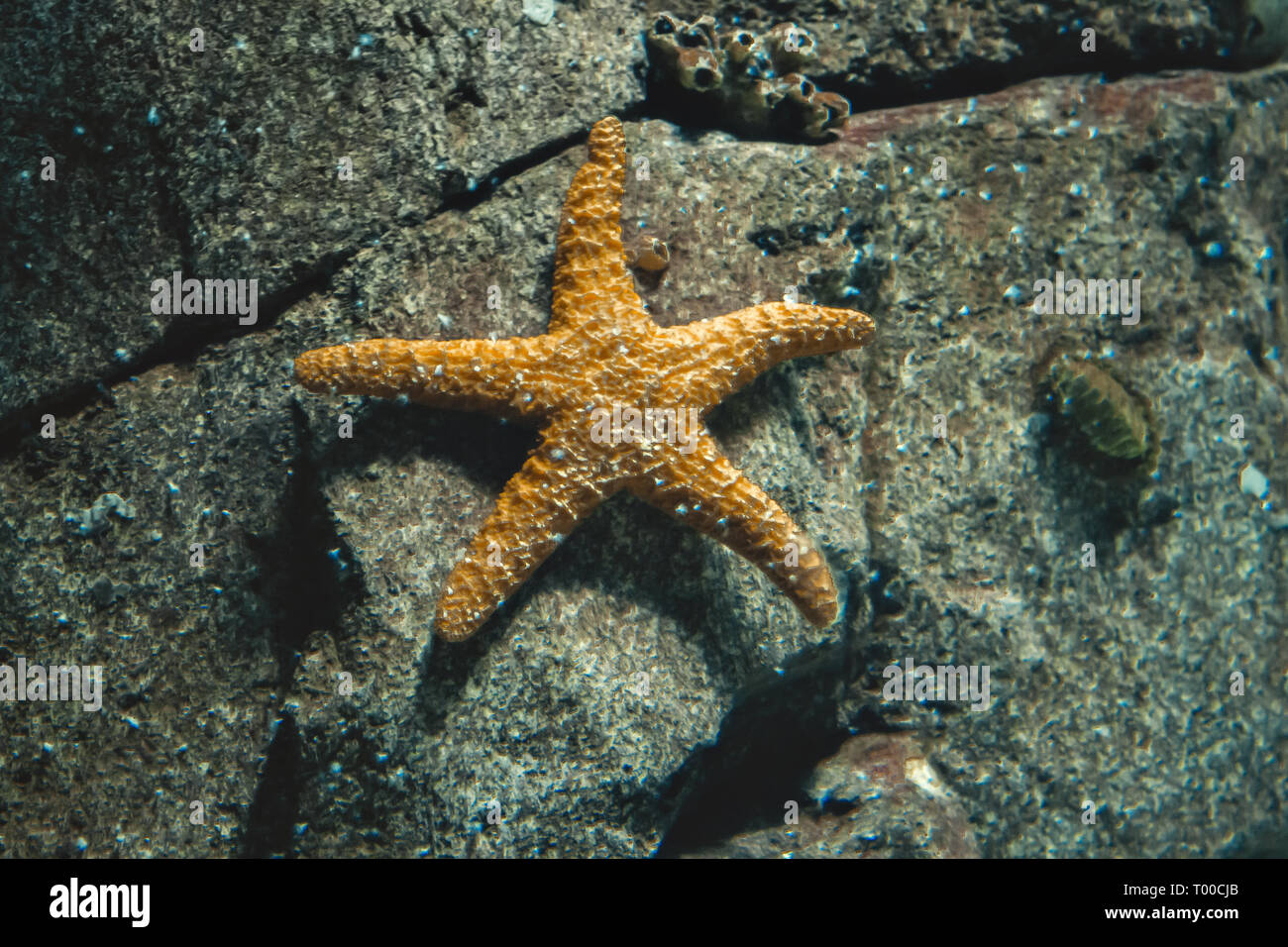Beautiful starfish, marine life Stock Photo - Alamy