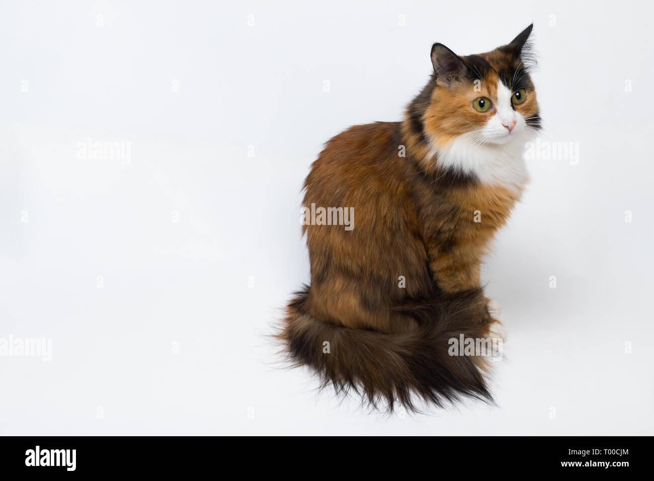 Tricolor motley young cat on a white background, studio lighting Stock ...