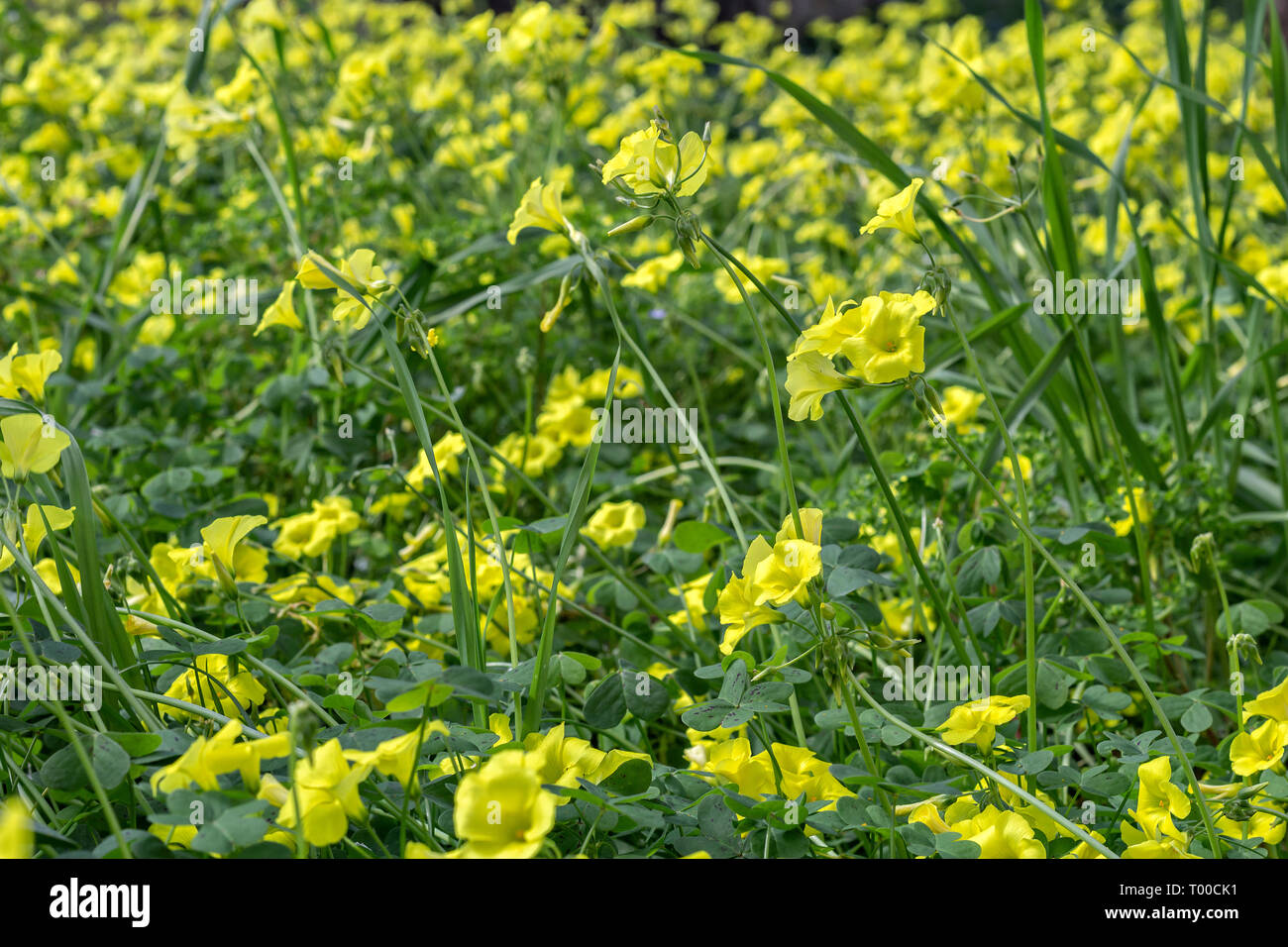 yellow sourgrass meadow, Oxalis pes-caprae Stock Photo - Alamy