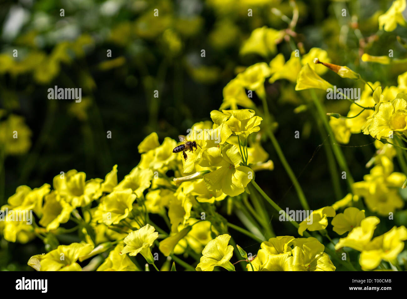 yellow sourgrass meadow, Oxalis pes-caprae Stock Photo - Alamy