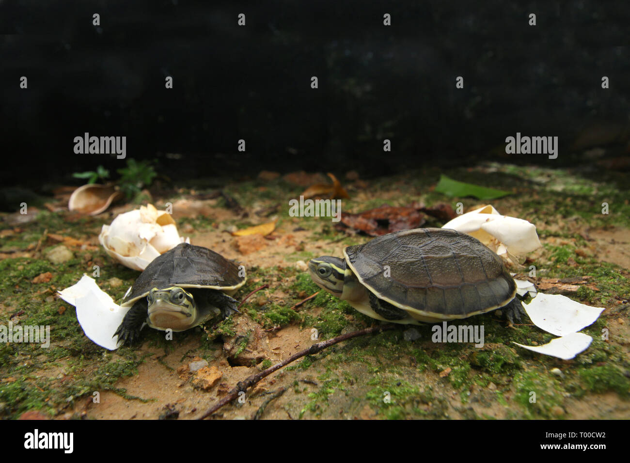 Baby AMBOINA BOX TURTLE, CUORA AMBOINENSIS Stock Photo - Alamy