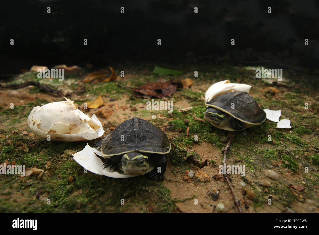 Baby AMBOINA BOX TURTLE, CUORA AMBOINENSIS Stock Photo - Alamy