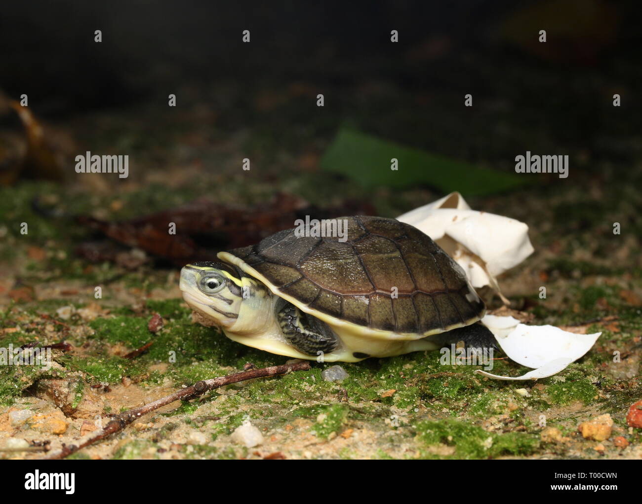 Baby AMBOINA BOX TURTLE, CUORA AMBOINENSIS Stock Photo - Alamy