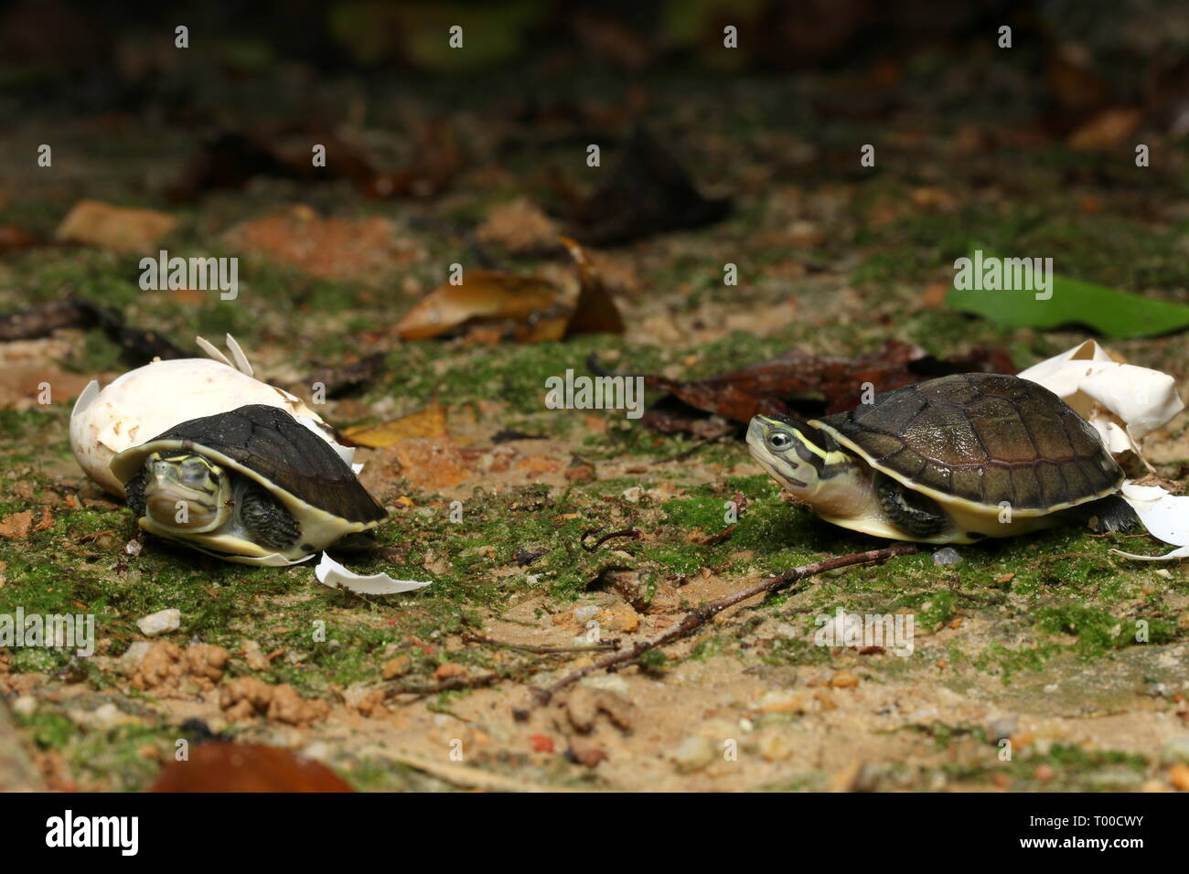 Baby AMBOINA BOX TURTLE, CUORA AMBOINENSIS Stock Photo - Alamy