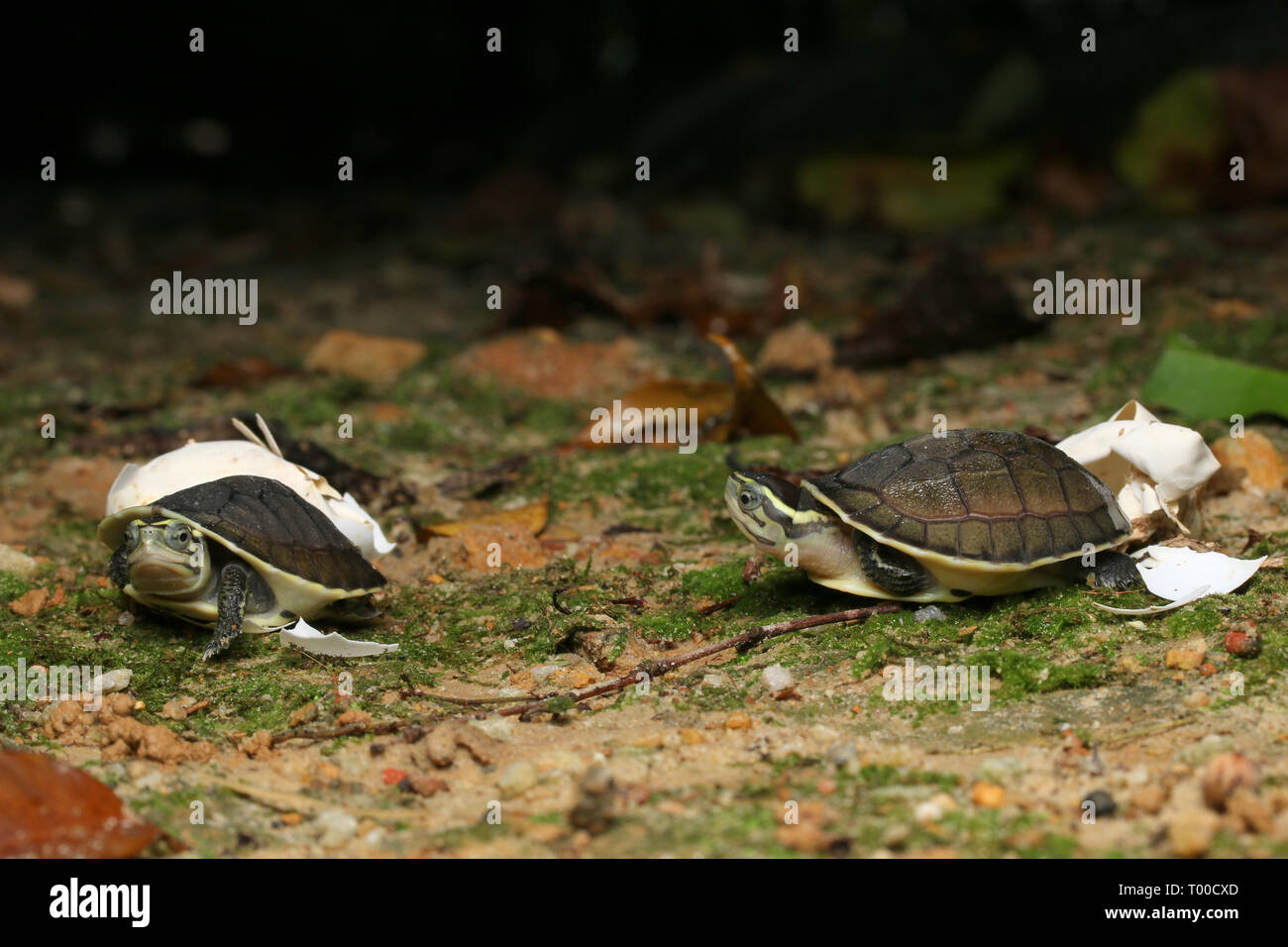 Baby AMBOINA BOX TURTLE, CUORA AMBOINENSIS Stock Photo - Alamy