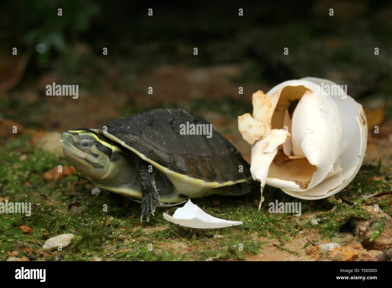 Baby AMBOINA BOX TURTLE, CUORA AMBOINENSIS Stock Photo - Alamy