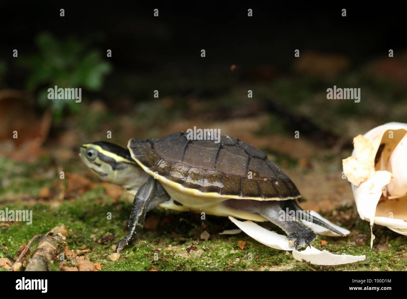 Baby AMBOINA BOX TURTLE, CUORA AMBOINENSIS Stock Photo - Alamy
