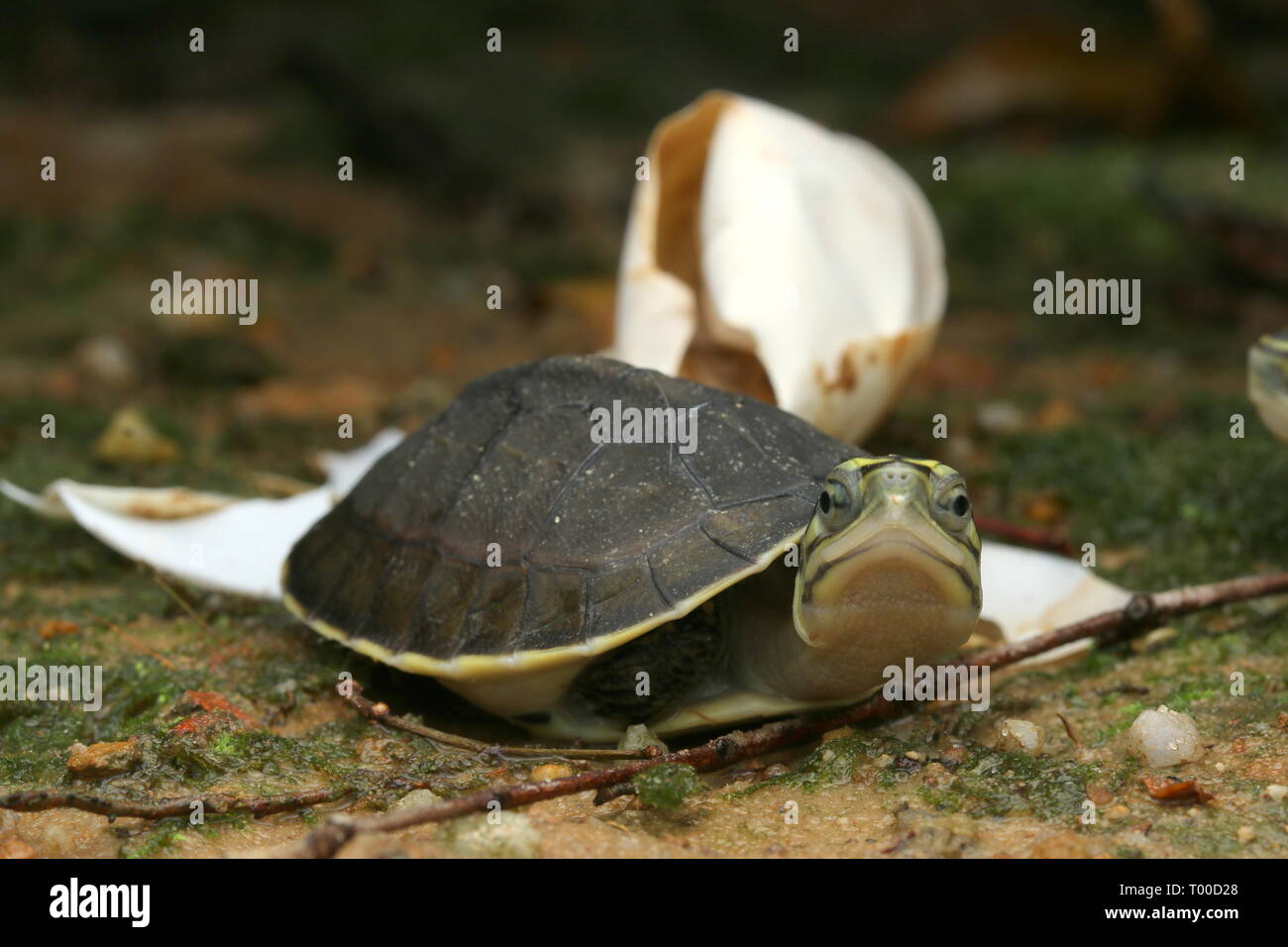 Baby AMBOINA BOX TURTLE, CUORA AMBOINENSIS Stock Photo - Alamy