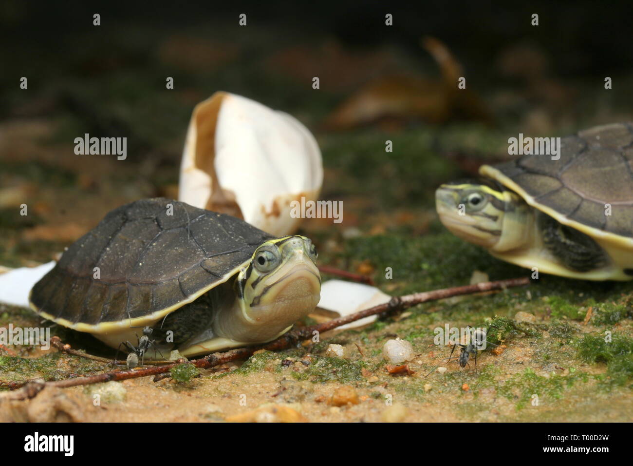 Malayan box turtle hi-res stock photography and images - Alamy