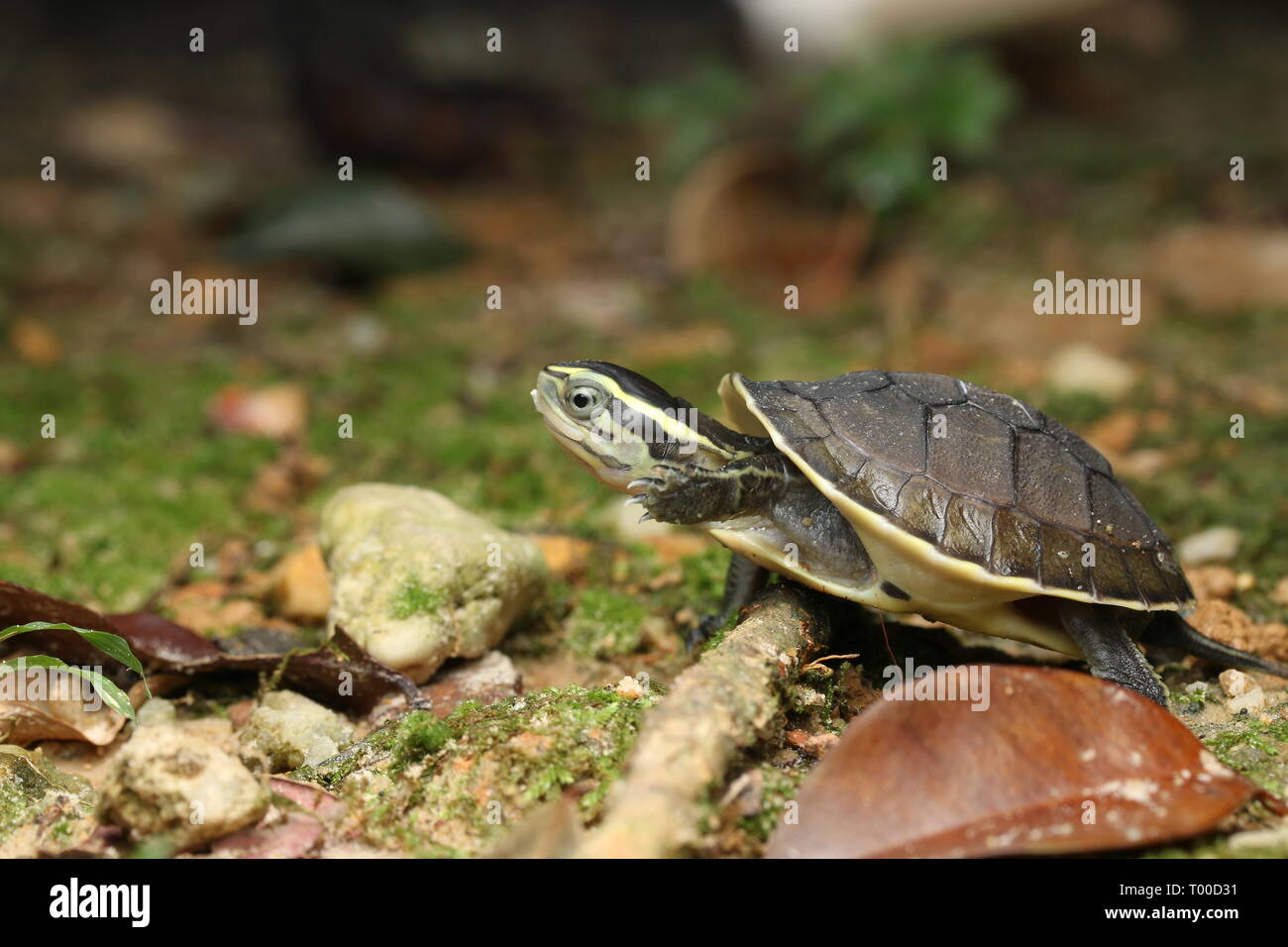 Baby AMBOINA BOX TURTLE, CUORA AMBOINENSIS Stock Photo - Alamy