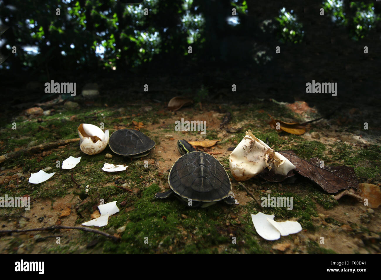 Malayan Box Turtle High Resolution Stock Photography and Images - Alamy