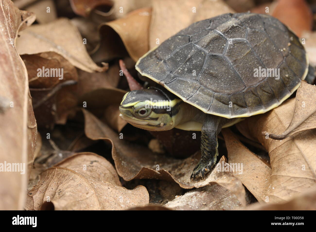Malayan Box Turtle