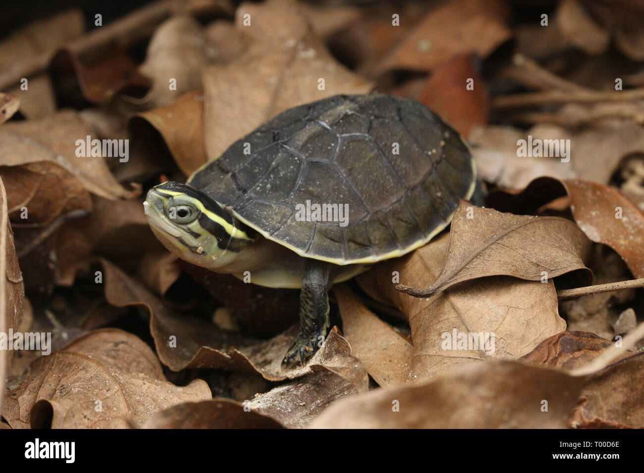 Baby AMBOINA BOX TURTLE, CUORA AMBOINENSIS Stock Photo - Alamy