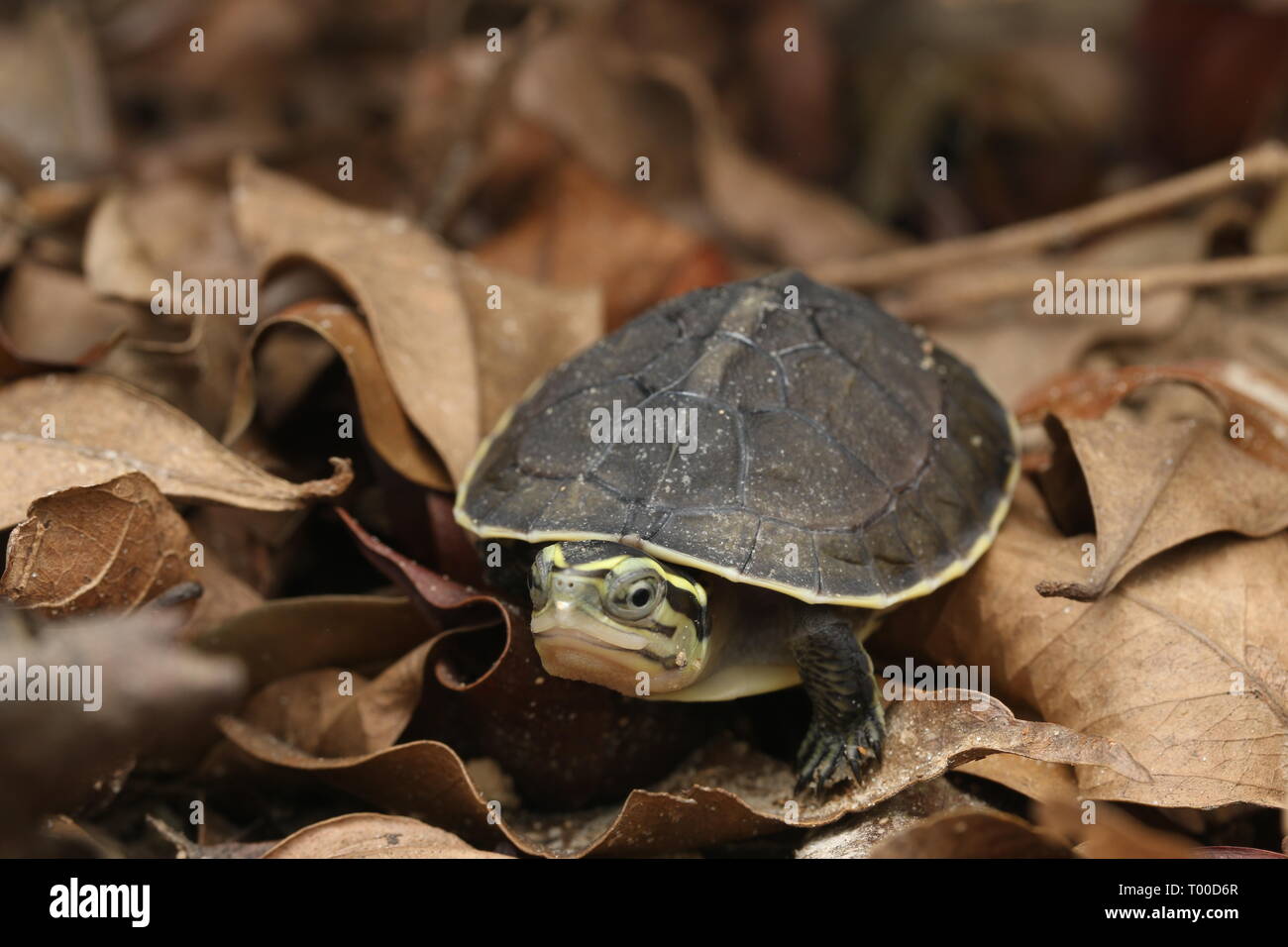Baby AMBOINA BOX TURTLE, CUORA AMBOINENSIS Stock Photo - Alamy