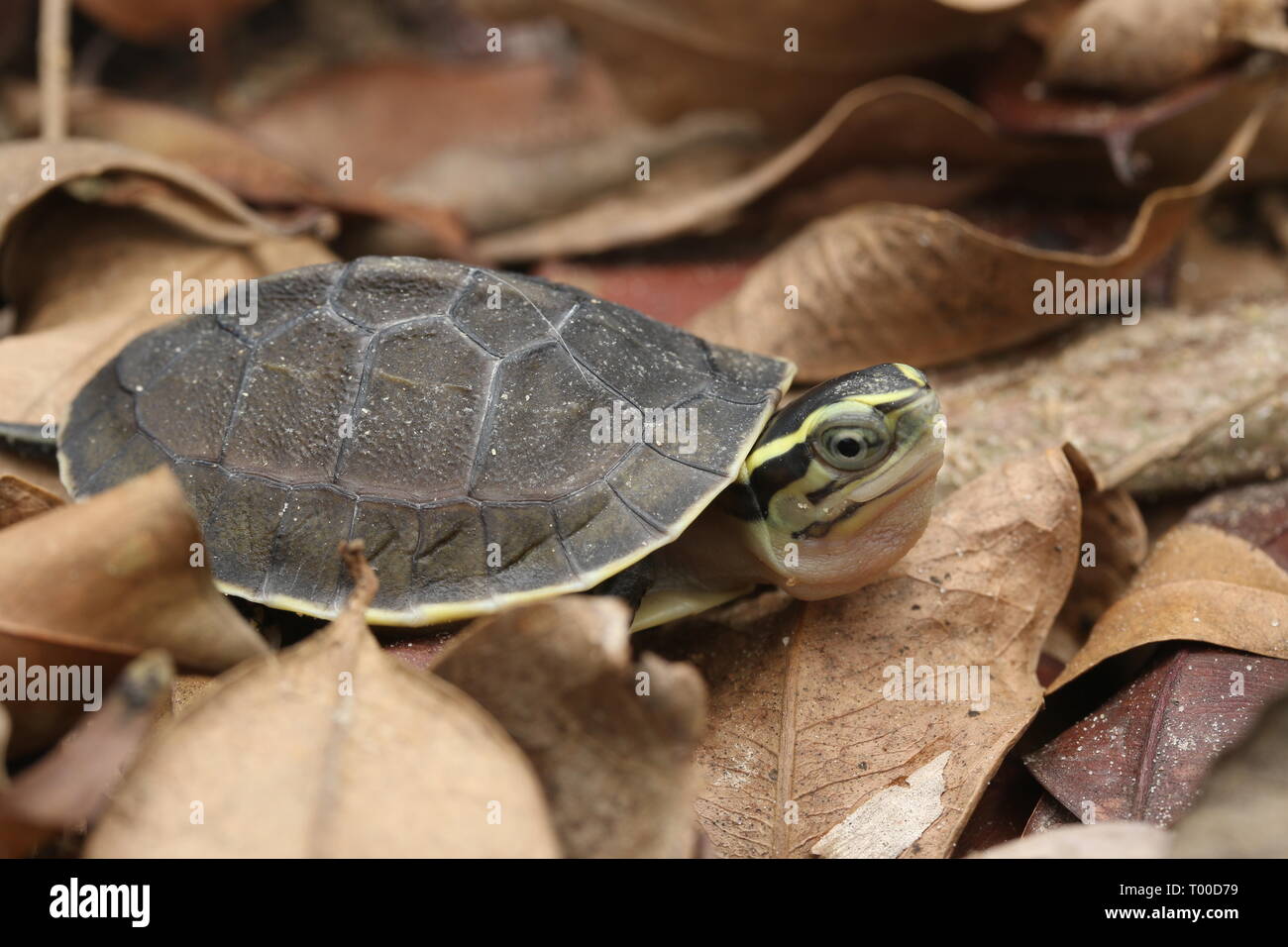 Malayan box turtle hi-res stock photography and images - Alamy