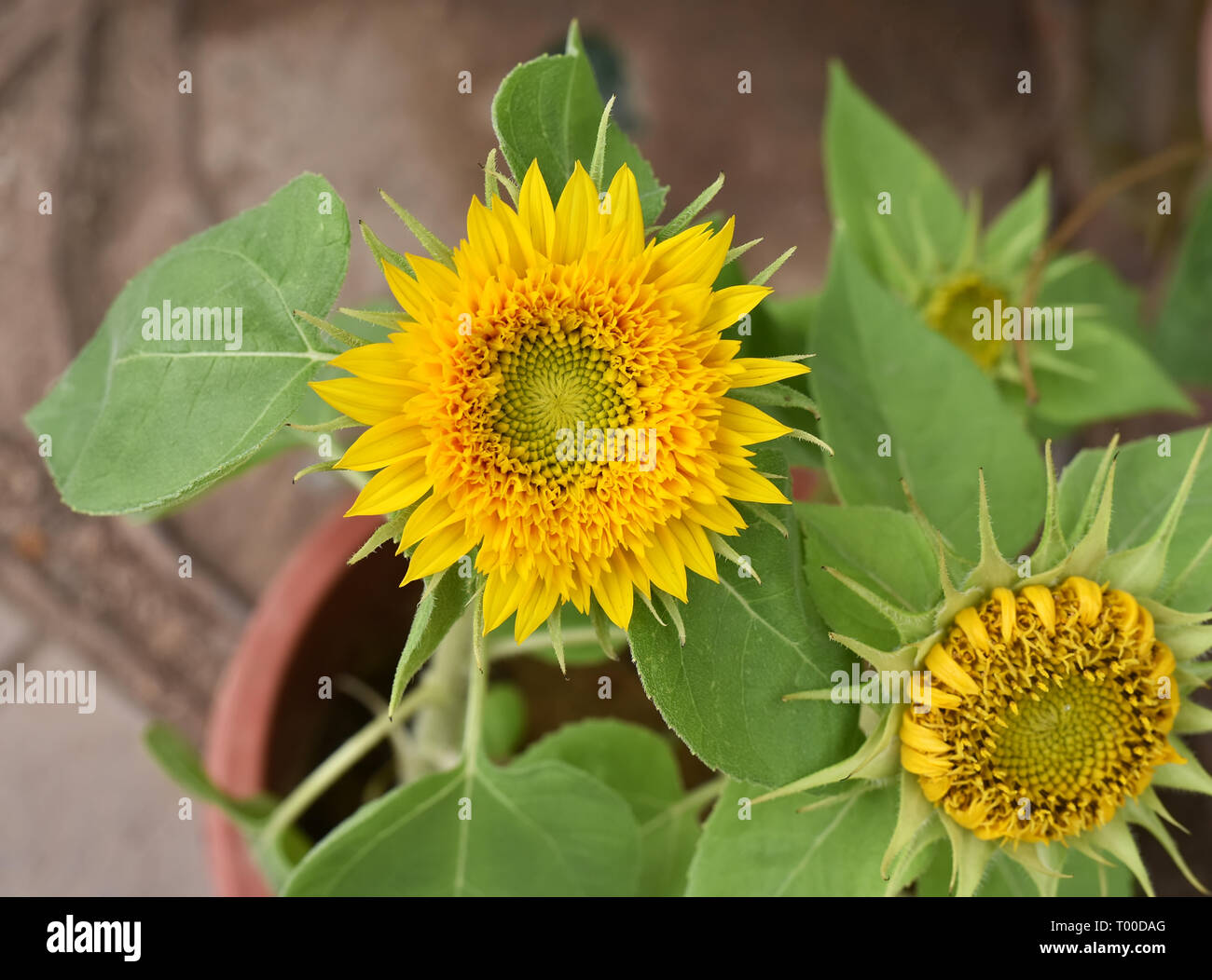 Sunflower with green nature background Stock Photo - Alamy