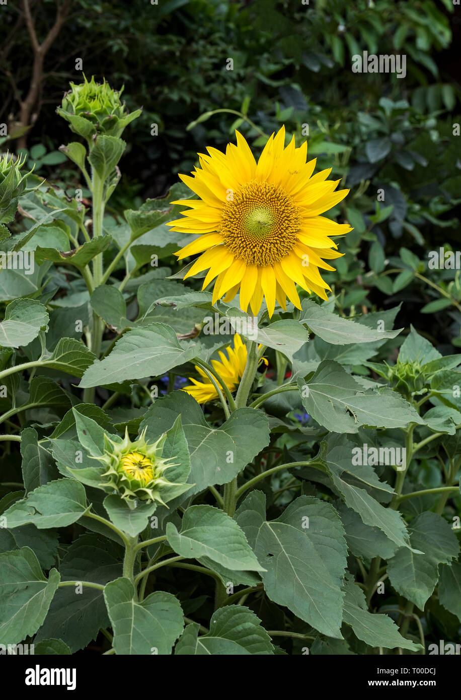 Sunflower with green nature background Stock Photo - Alamy
