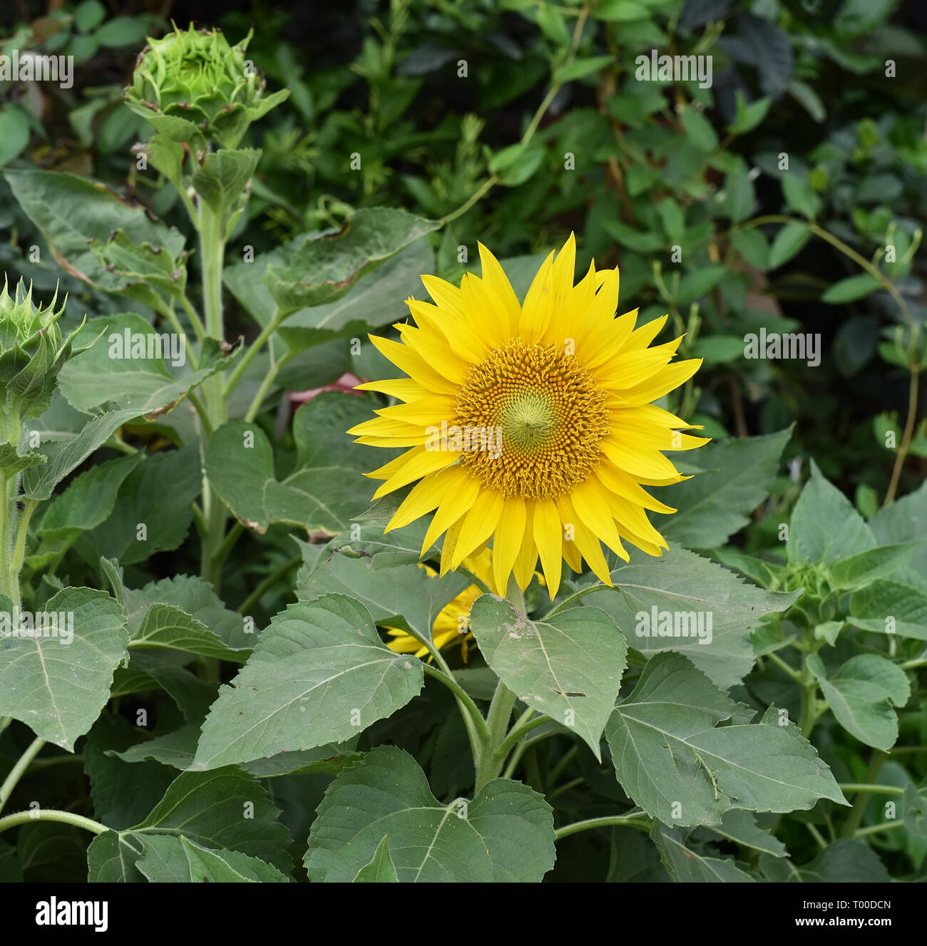 Sunflower with green nature background Stock Photo - Alamy