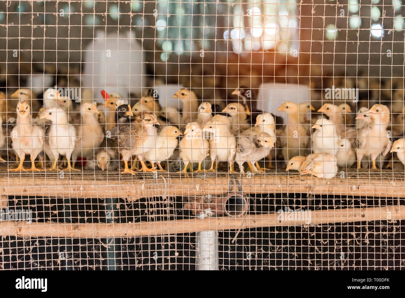 Chicken in the hen house Stock Photo - Alamy