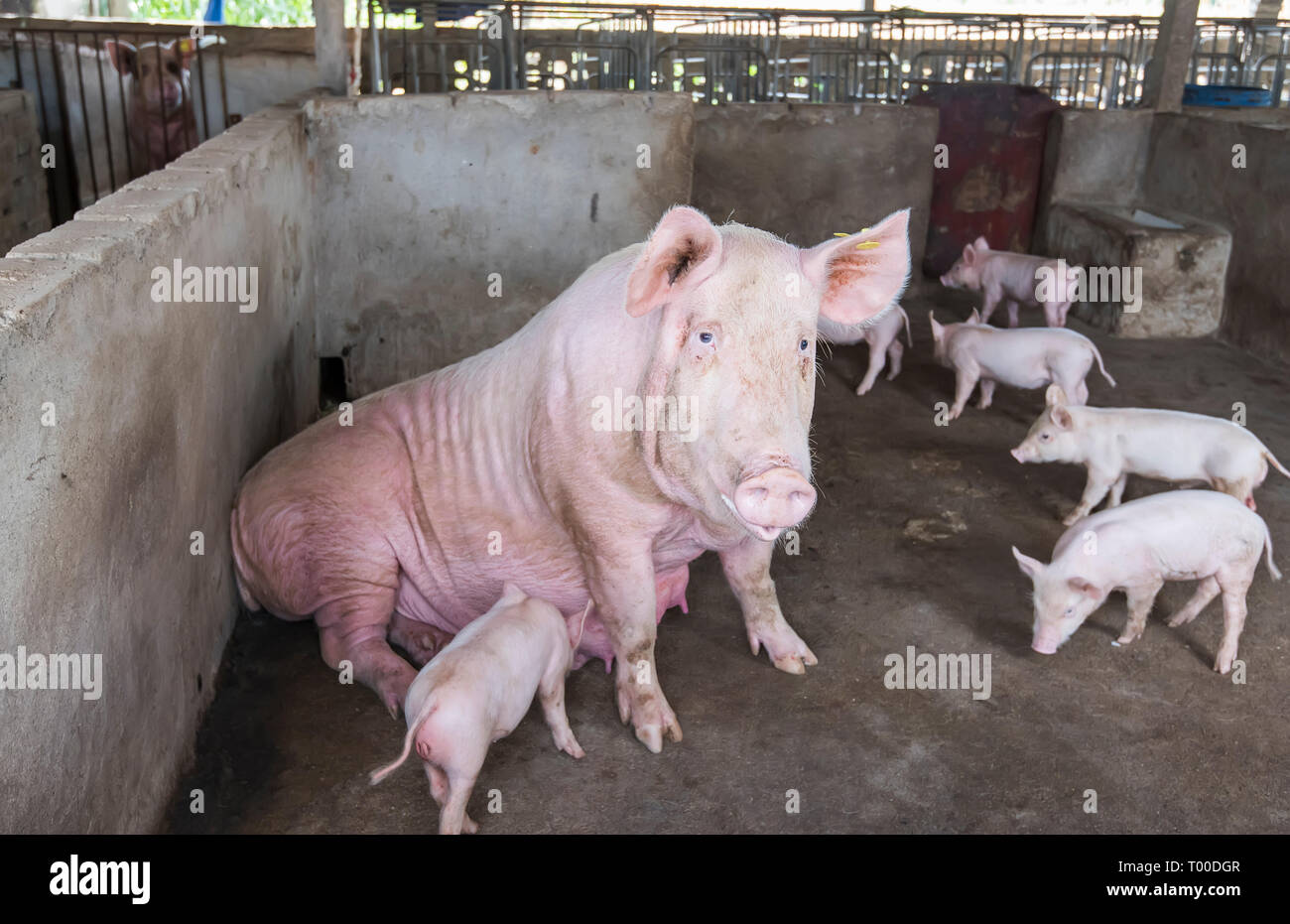 pigs on the farm Stock Photo - Alamy