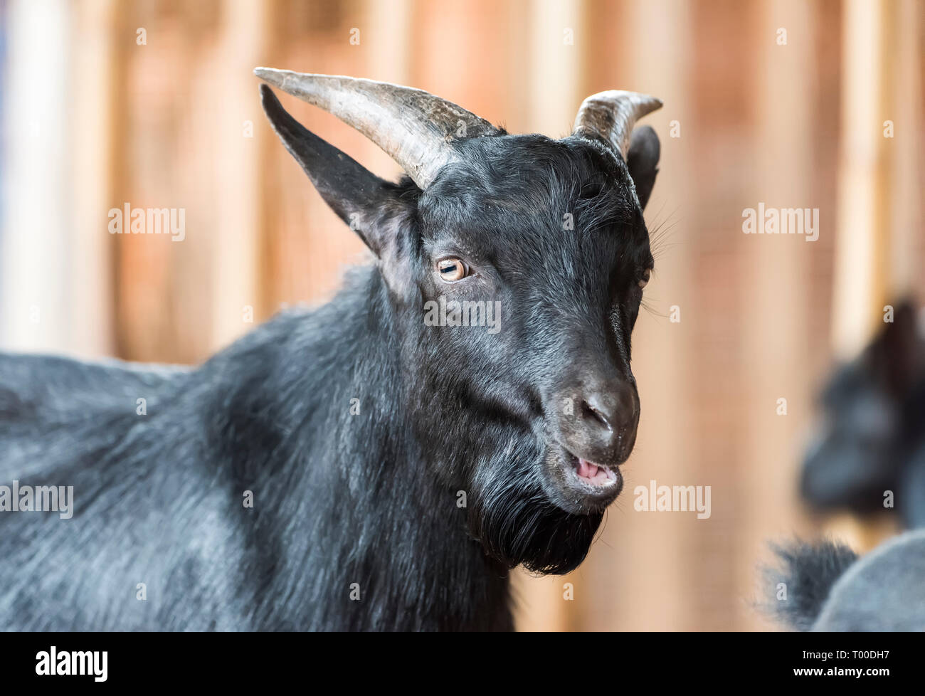 Goat florida hi-res stock photography and images - Alamy