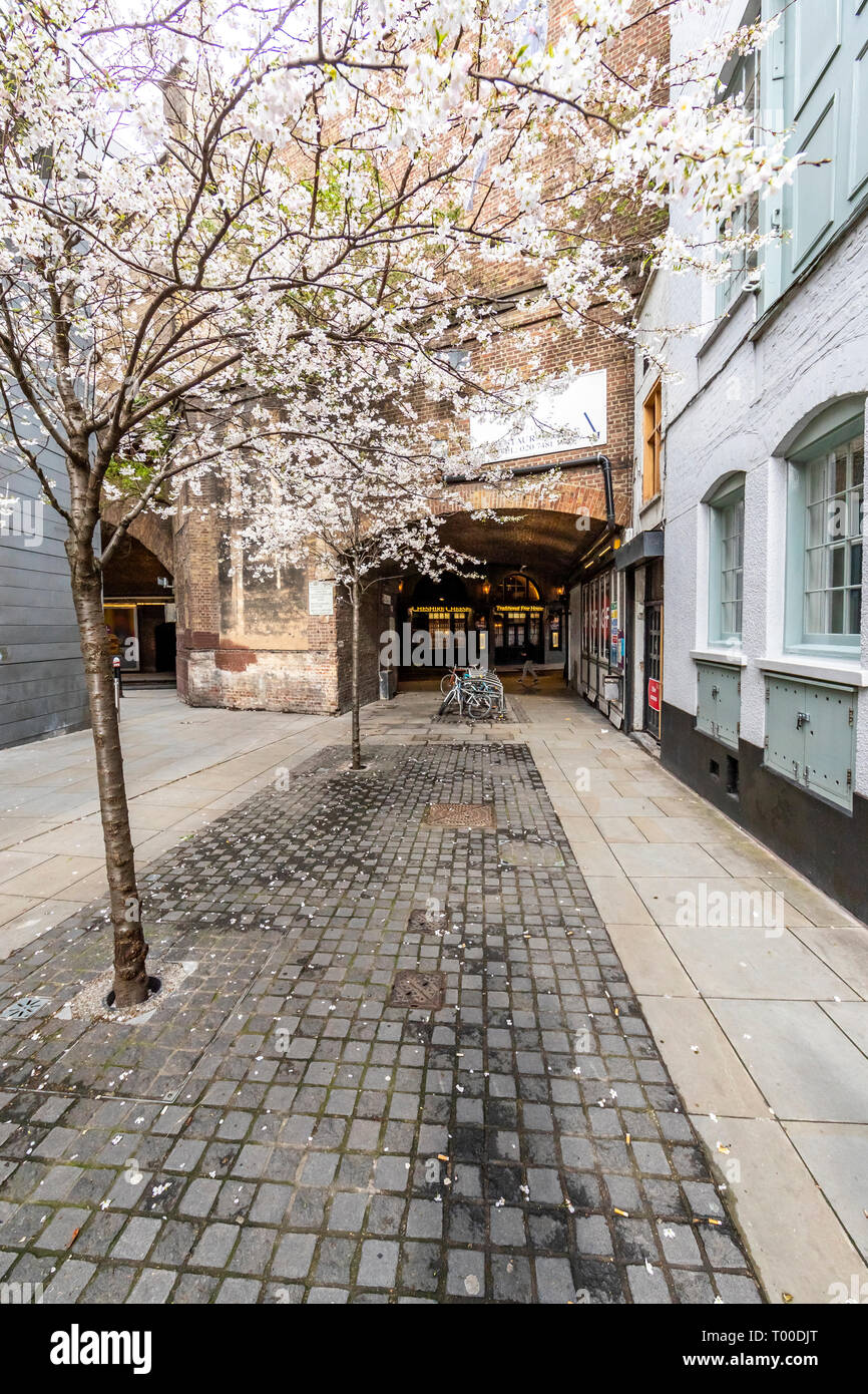 Blossom in Savage Gardens, London back street, London Stock Photo - Alamy