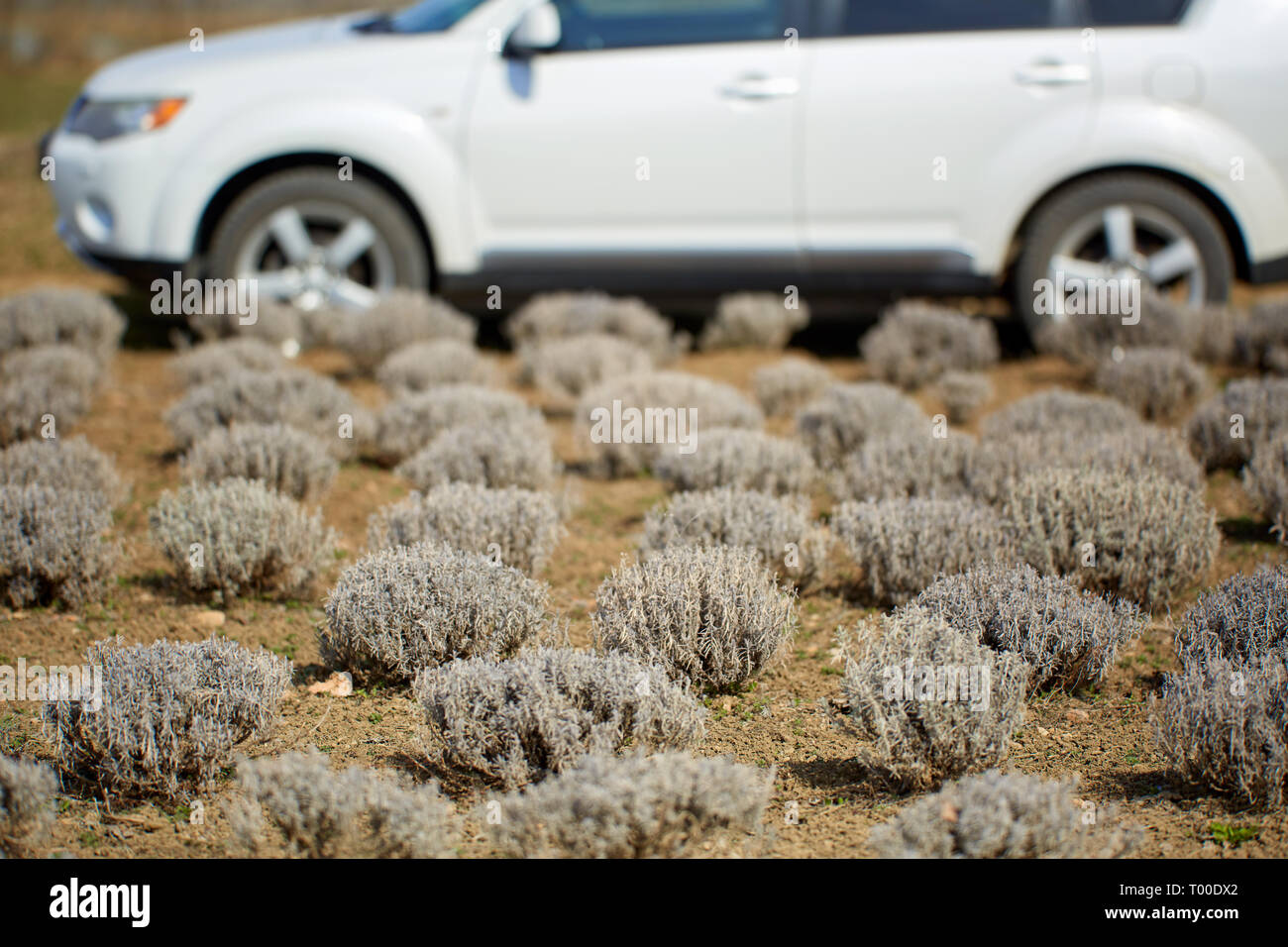 Farmer's SUV car by the lavender field, agricultural lifestyle Stock ...