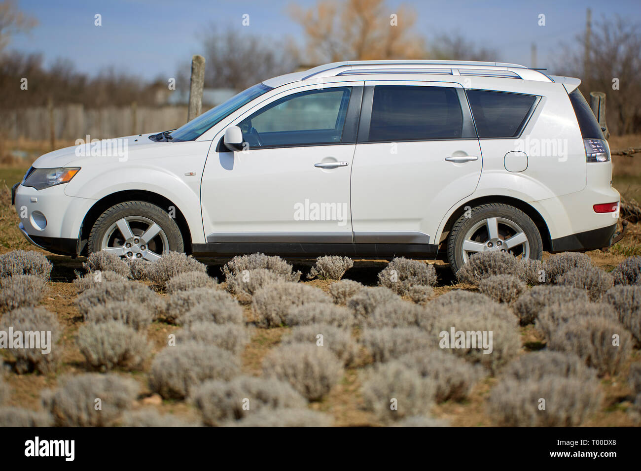 Farmer's SUV car by the lavender field, agricultural lifestyle Stock ...