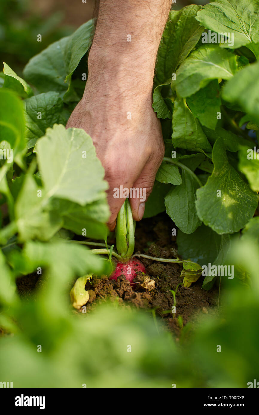 Farmer's hand pulling red radish from ground Stock Photo - Alamy