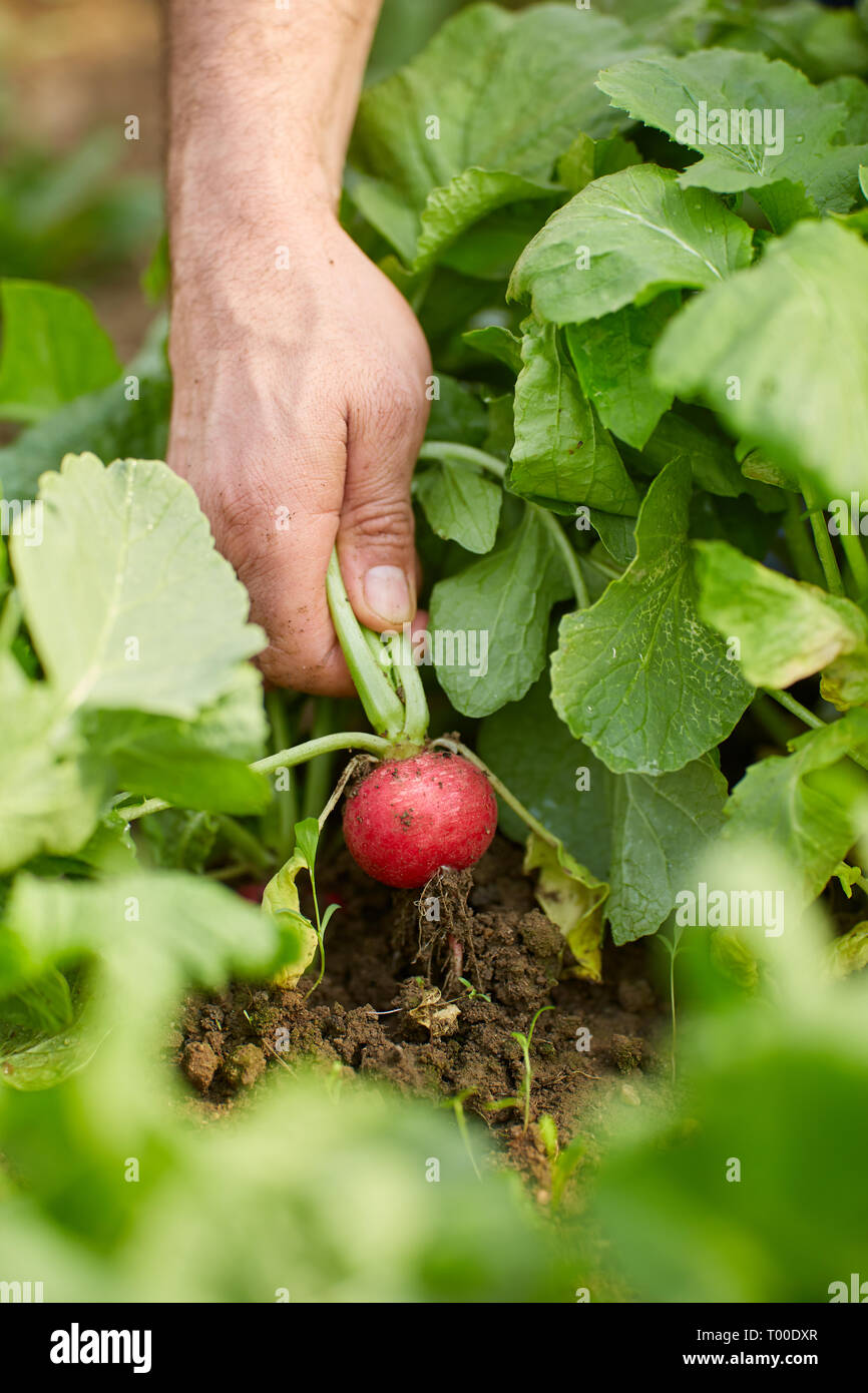 Farmer's hand pulling red radish from ground Stock Photo - Alamy