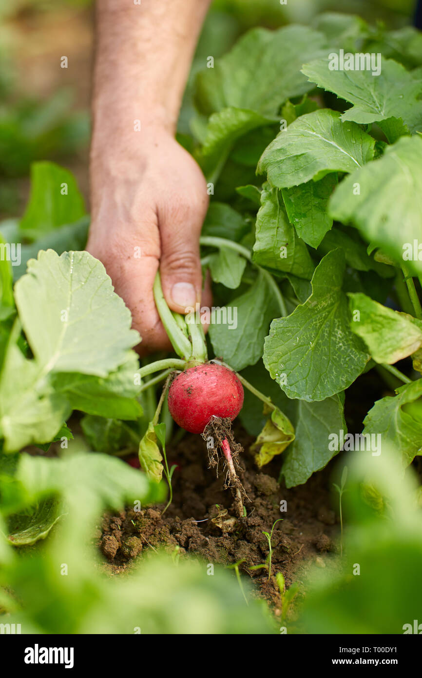 Farmer's hand pulling red radish from ground Stock Photo - Alamy
