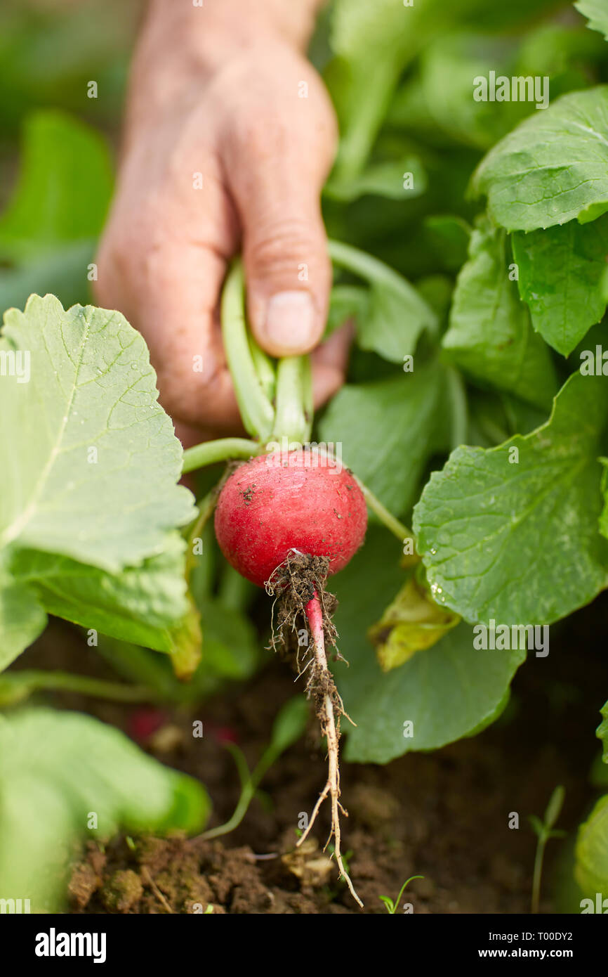Farmer's hand pulling red radish from ground Stock Photo - Alamy