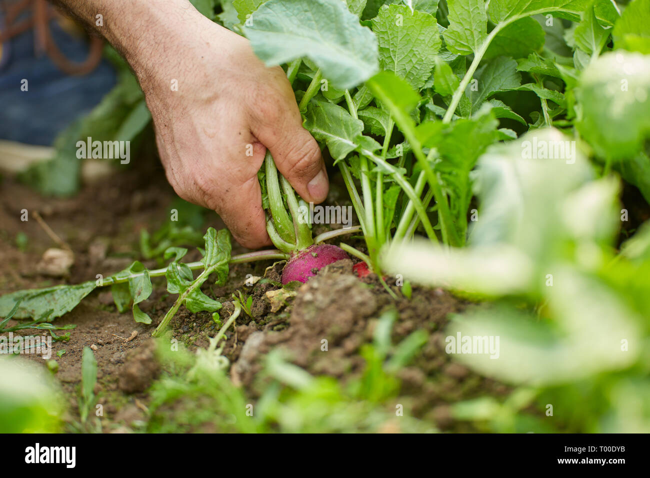 Farmer's hand pulling red radish from ground Stock Photo - Alamy